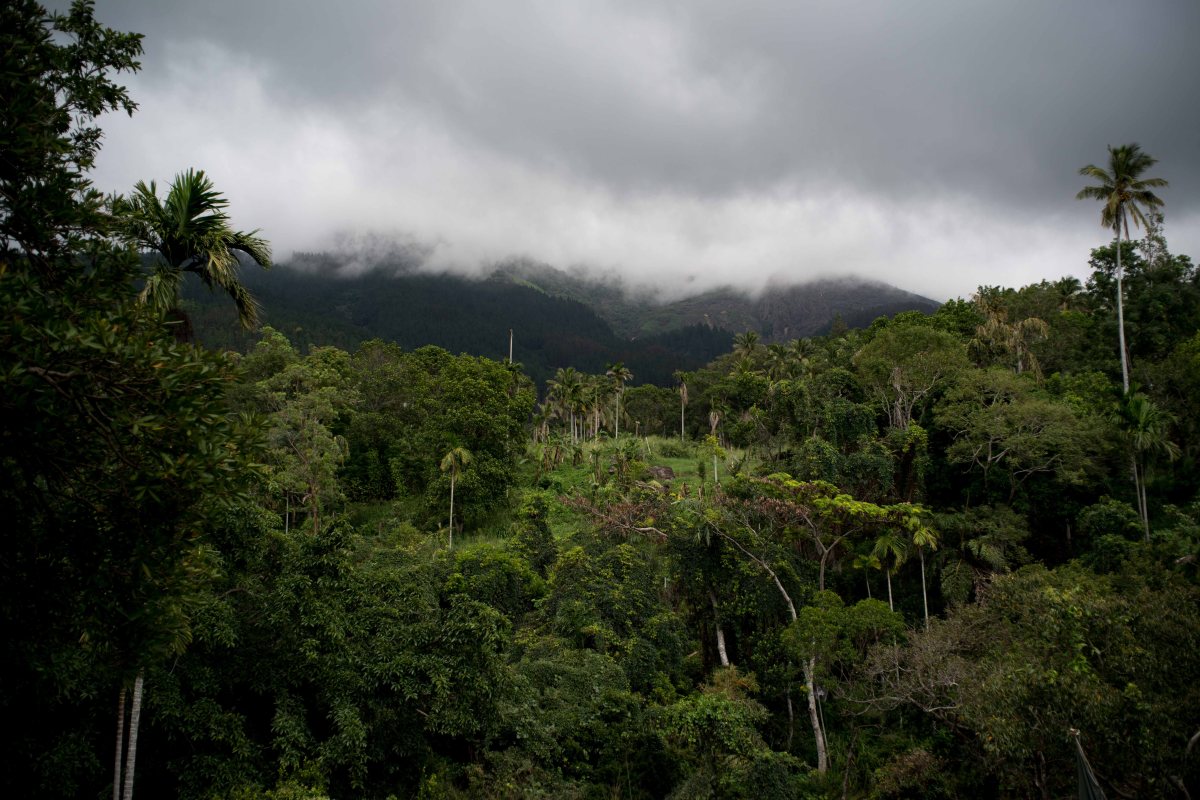 Welcome to the jungle | ldw photography